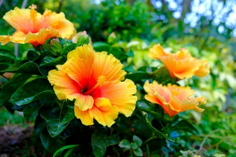 50 Unique Tropical Flowers With Photos