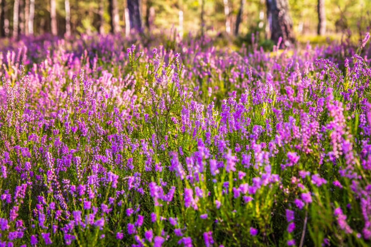 Ultimate Guide to Heather Flower Meaning - Petal Republic