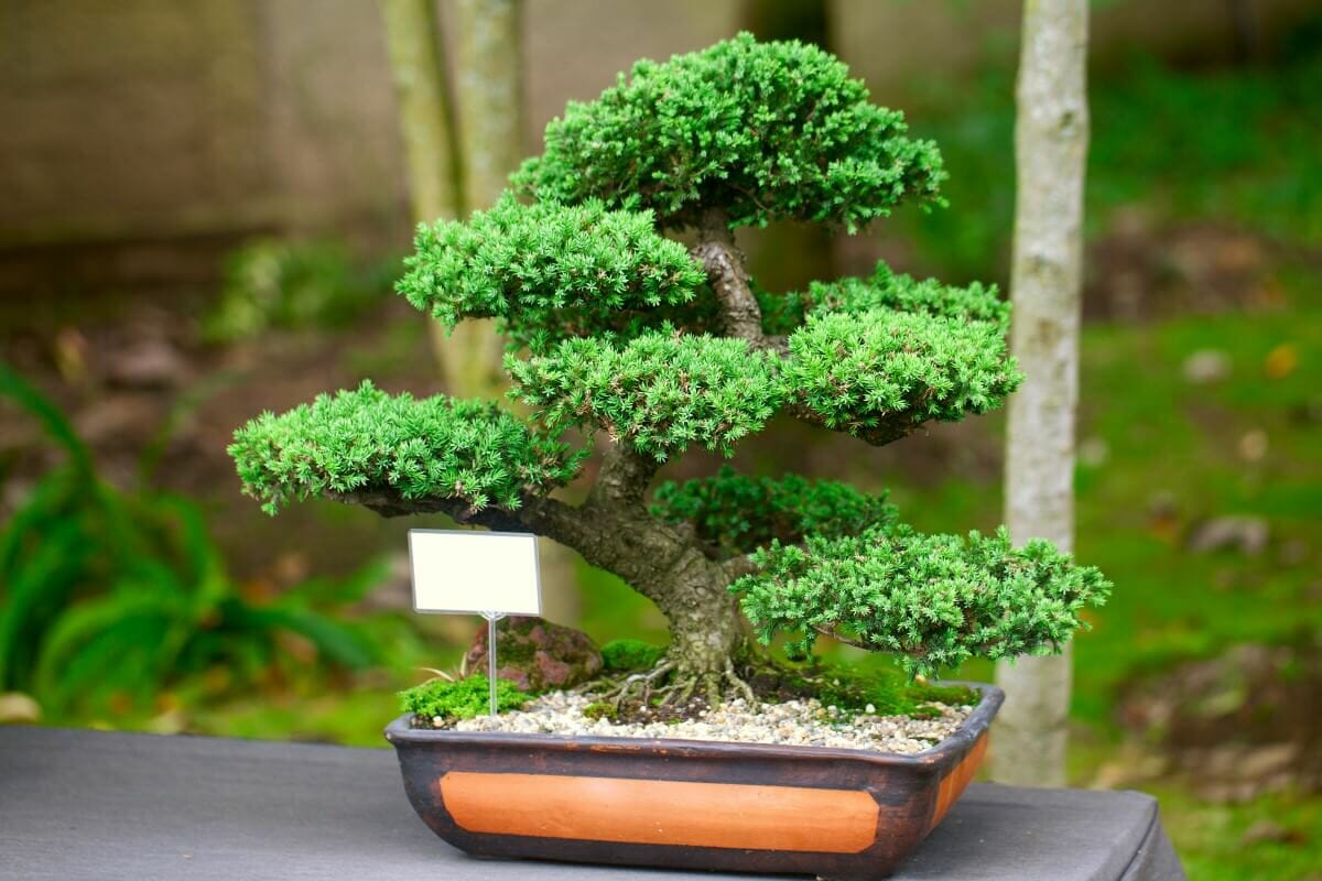 Bonsai Tree Meaning, Symbolism and 16 Popular Types - Petal Republic Bonsai Tree Meaning, Symbolism and 16 Popular Types - Petal Republic