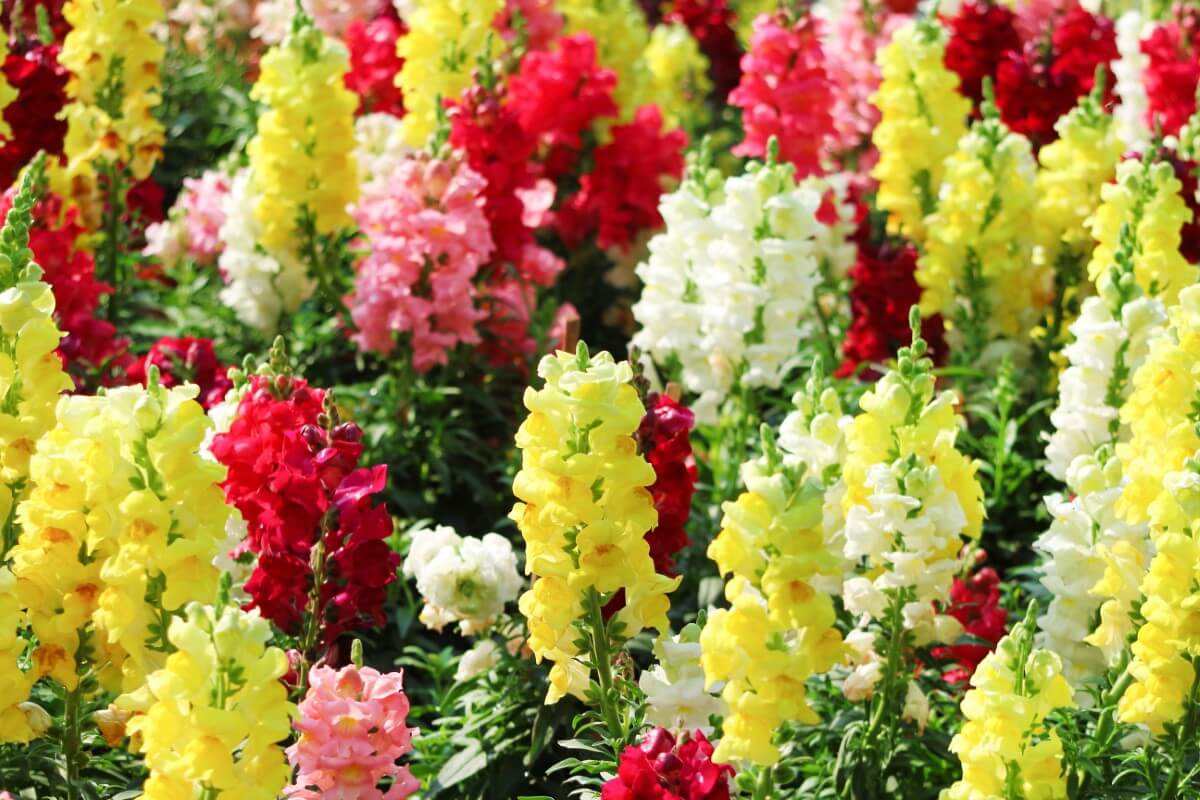 Snapdragons Aren’t Just Pretty — They Symbolize Secrets, Strength, and ...