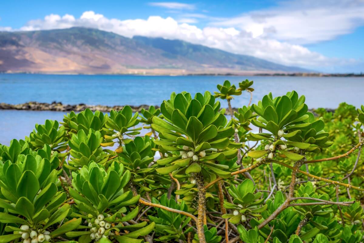 50 Unique Tropical Flowers With Photos