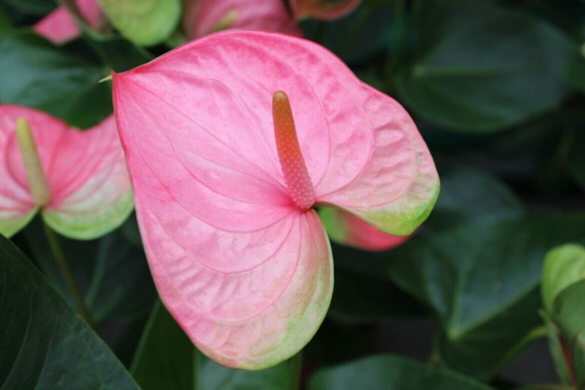 Anthurium Is the Plant of Passion — But Its Deeper Symbolism Might ...