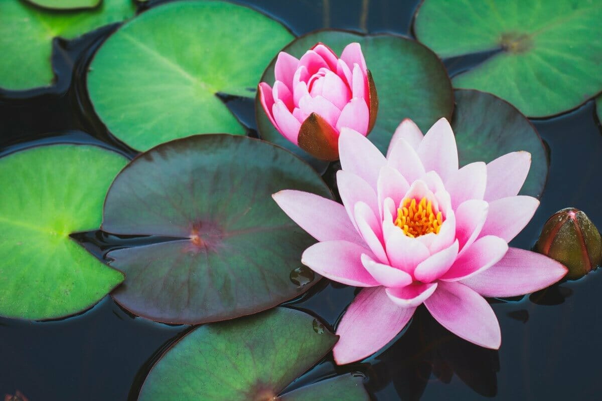 Best Zodiac Flowers Based on Your Astrological Sign (Ultimate Guide ...