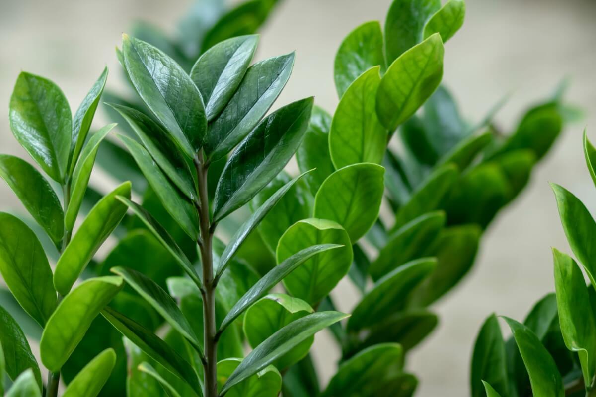 Best Zodiac Plants Based on Your Astrological Sign - Petal Republic