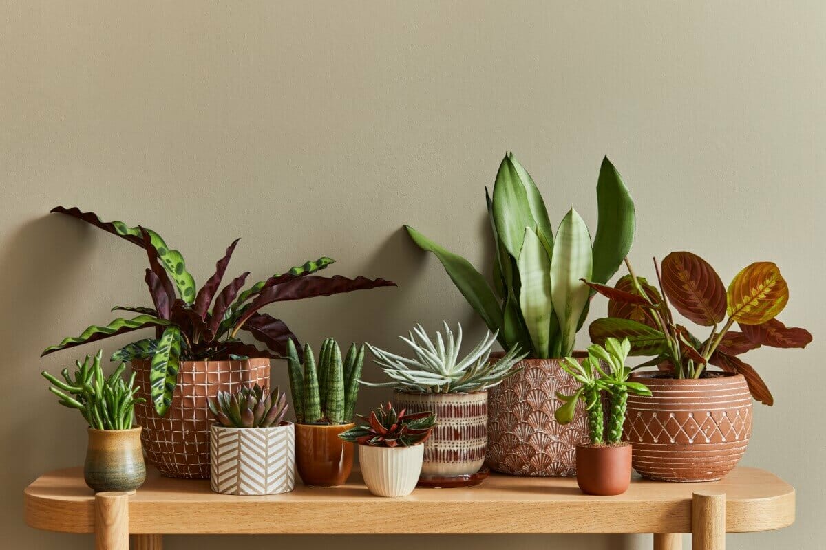 Best Zodiac Plants Based on Your Astrological Sign - Petal Republic
