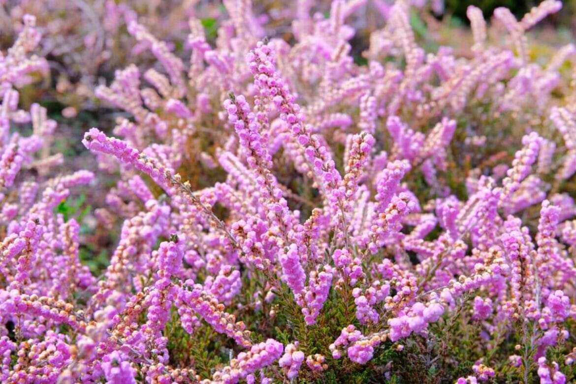 Ultimate Guide to Heather Flower Meaning - Petal Republic
