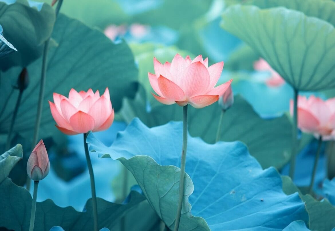 50 Unique Tropical Flowers With Photos
