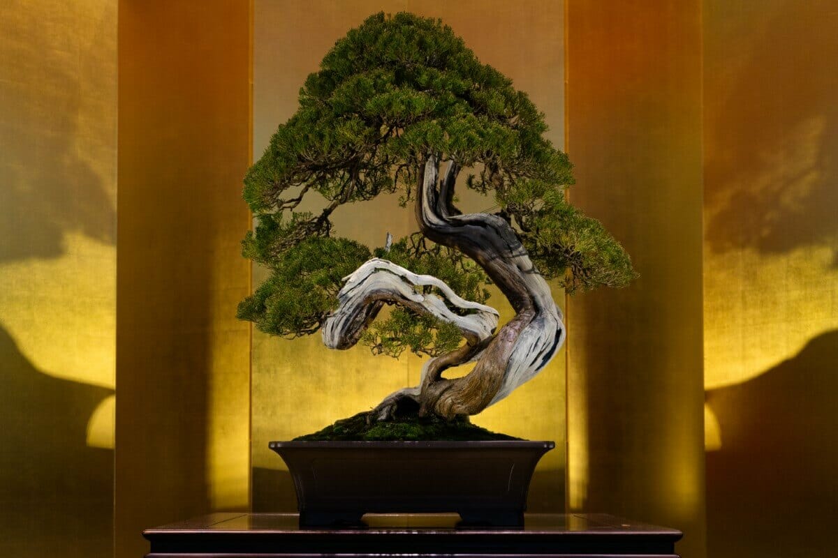 Bonsai Tree Meaning, Symbolism and 16 Popular Types - Petal Republic Bonsai Tree Meaning, Symbolism and 16 Popular Types - Petal Republic