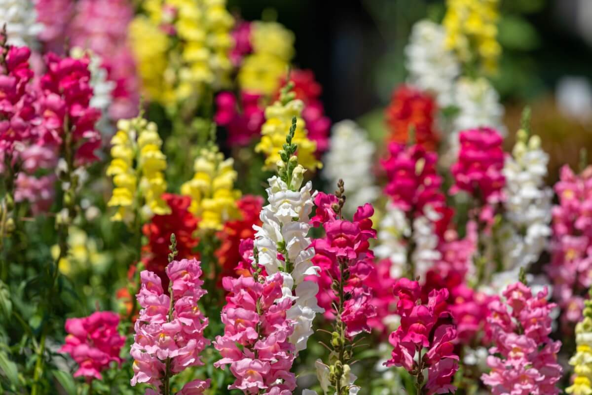 Snapdragons Aren’t Just Pretty — They Symbolize Secrets, Strength, and ...