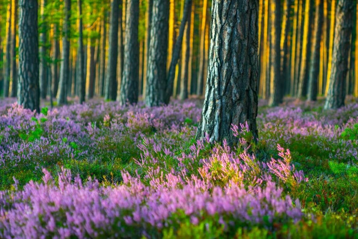Ultimate Guide to Heather Flower Meaning - Petal Republic