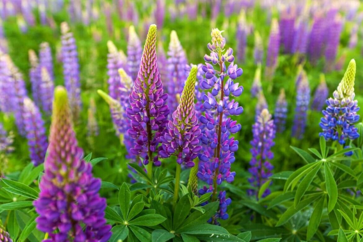 Lupine Flower Meaning and Symbolism (Essential Guide) - Petal Republic