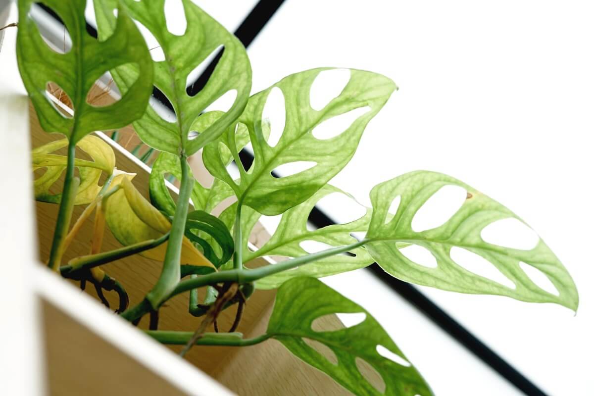 Monstera Obliqua Plant Care at Home - Petal Republic
