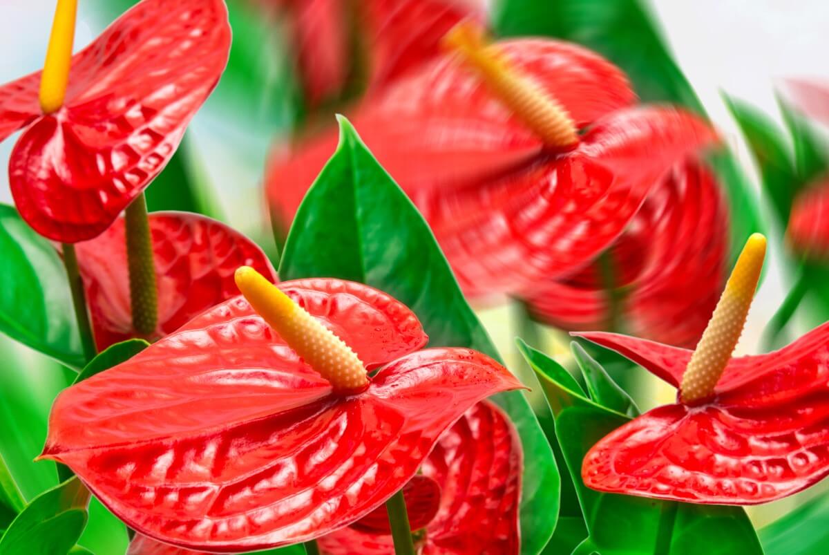 75 Types of Red Flowers With Names and Photos