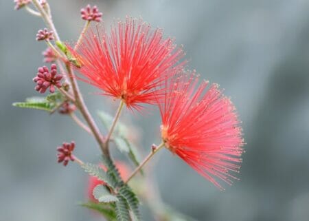 30 Stunning Native Mexican Flowers With Pictures - Petal Republic