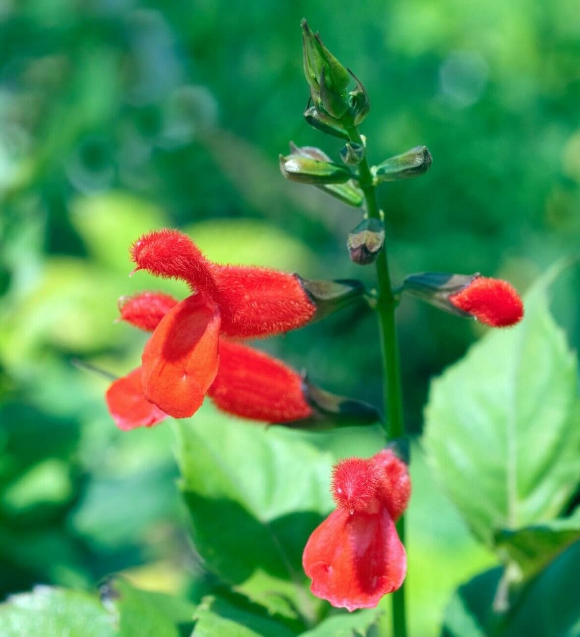 30 Stunning Native Mexican Flowers With Photos
