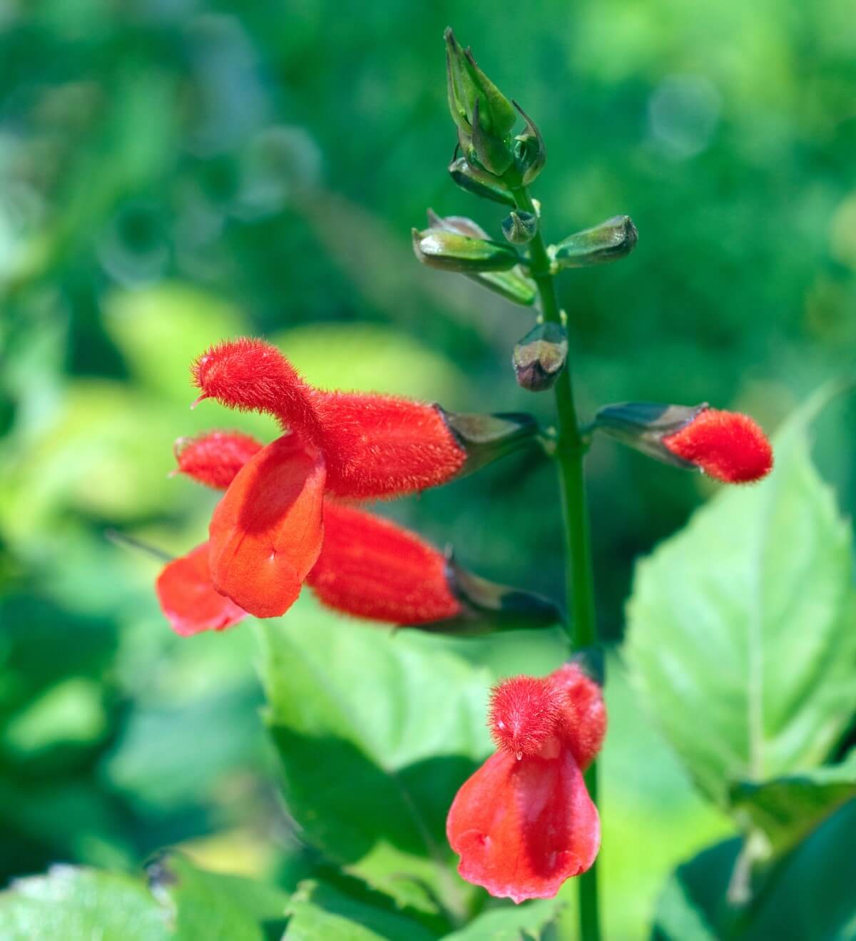 30 Stunning Native Mexican Flowers With Photos