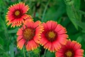 75 Types of Red Flowers With Names, Pictures, and Growing Tips - Petal ...