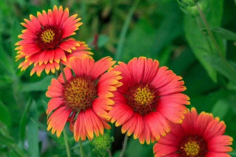 50 Stunning Native Colorado Flowers and Wildflowers