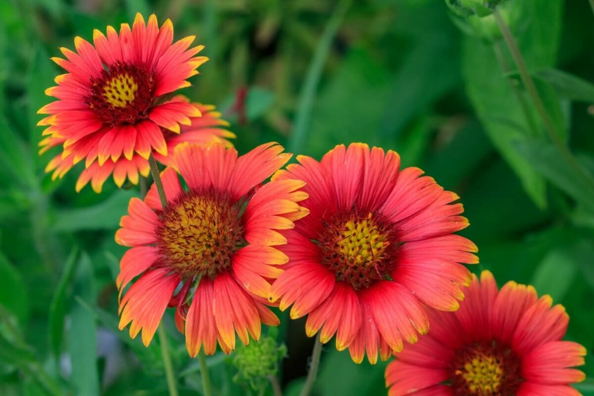 75 Types of Red Flowers With Names and Photos
