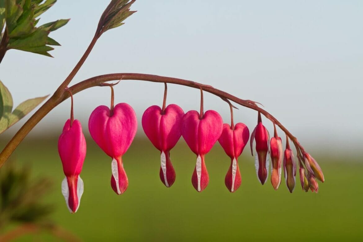 75 Types of Red Flowers With Names and Photos