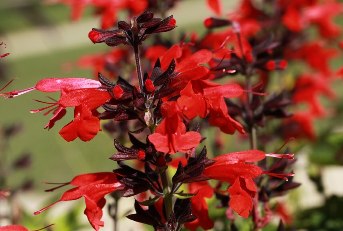 75 Types of Red Flowers With Names and Photos