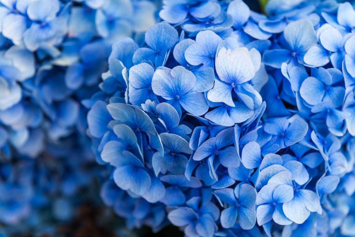 What Colors do Hydrangeas Come In? (Essential Guide) - Petal Republic