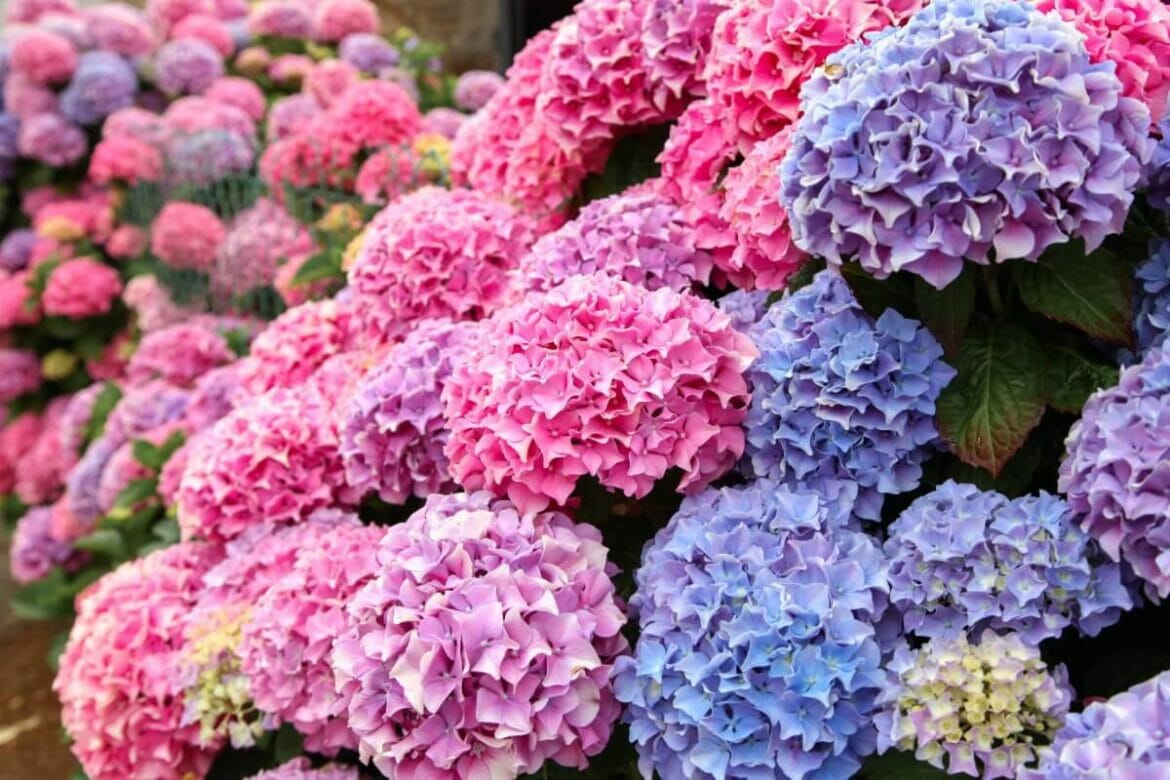 Exploring the Beautiful Colors of Hydrangeas - Petal Republic