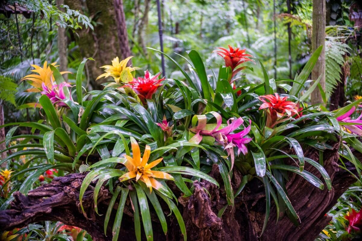 30 Stunning Native Mexican Flowers With Photos