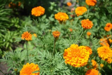 75 Best Types of Orange Flowers With Names & Pictures - Petal Republic