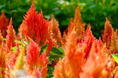 75 Orange Flowers With Names, Pictures, and Growing Tips - Petal Republic