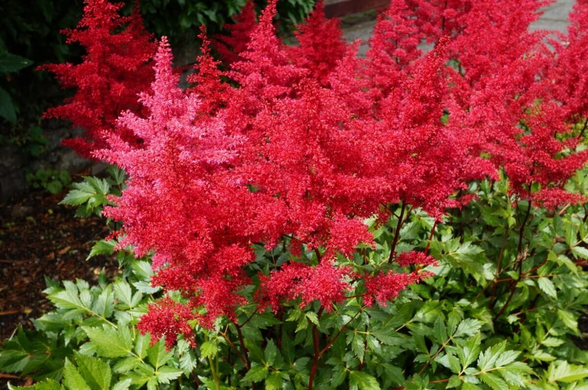 How to Grow and Care for Astilbe Flowers - Petal Republic