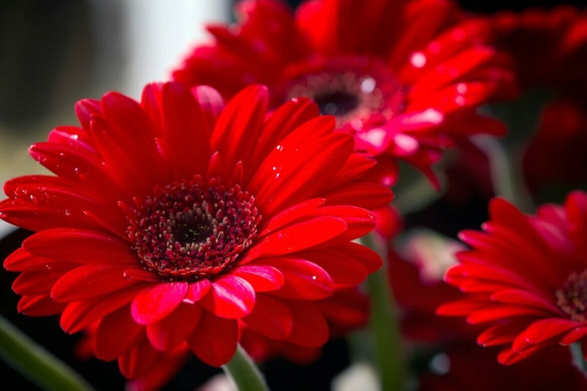 75 Types of Red Flowers With Names and Photos