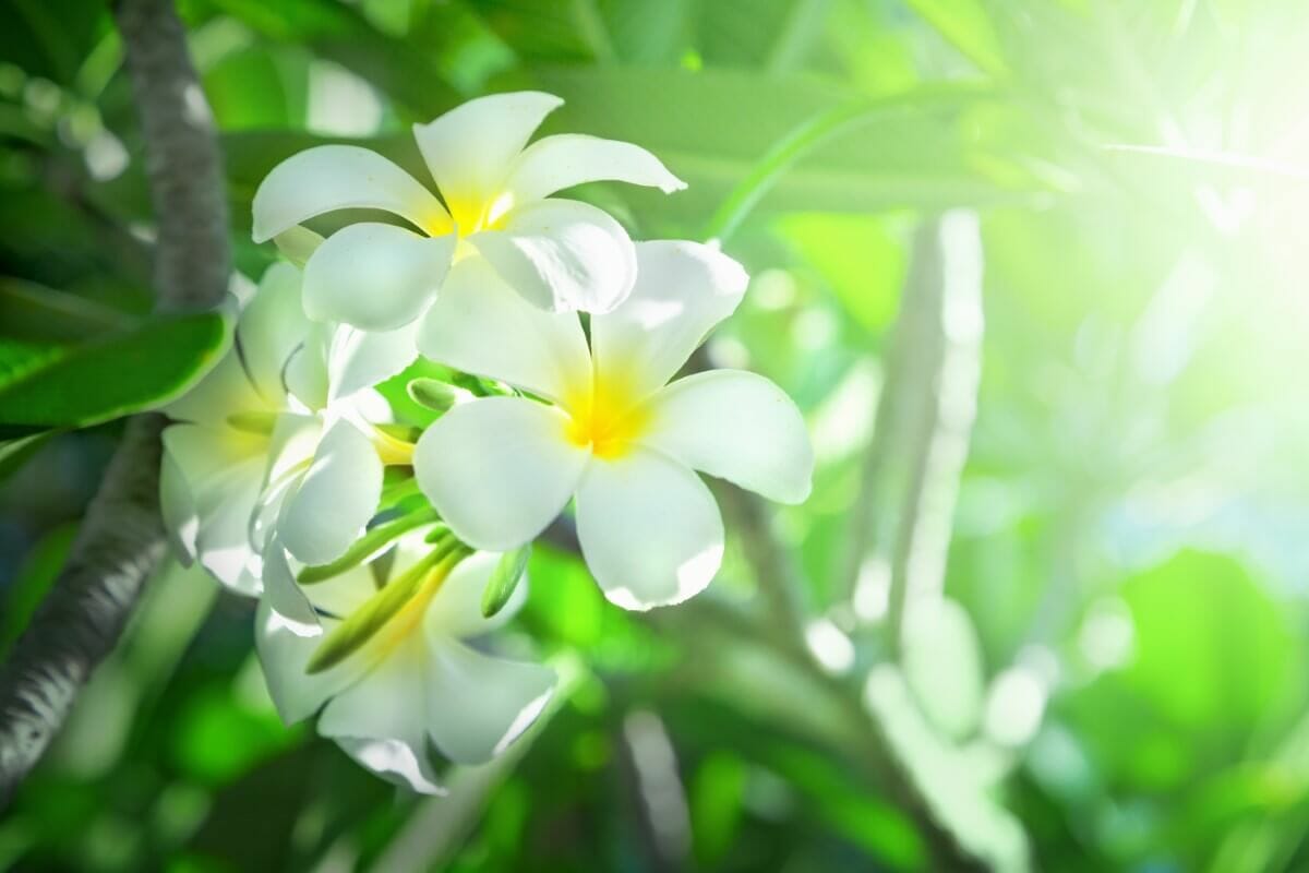 Frangipani Flower Meaning: Love, Immortality & Sacred Symbolism