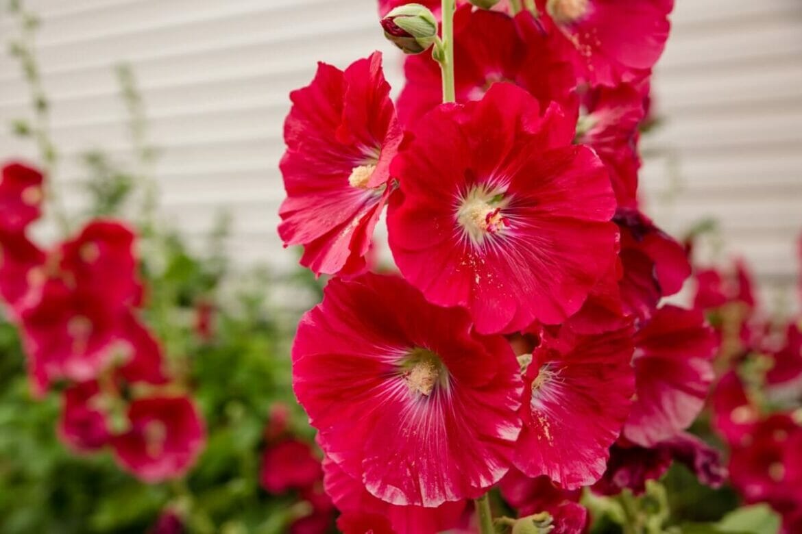 75 Types of Red Flowers With Names and Photos