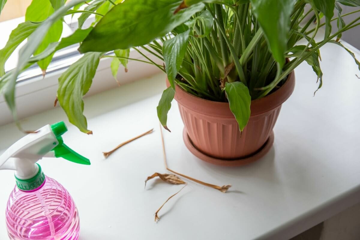 10 Common Causes of Peace Lily Leaves Turning Yellow - Petal Republic