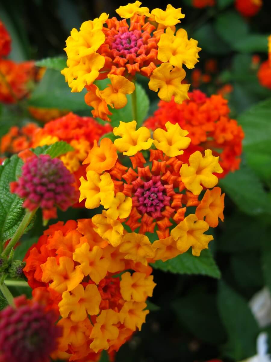 75 Types of Orange Flowers With Photos