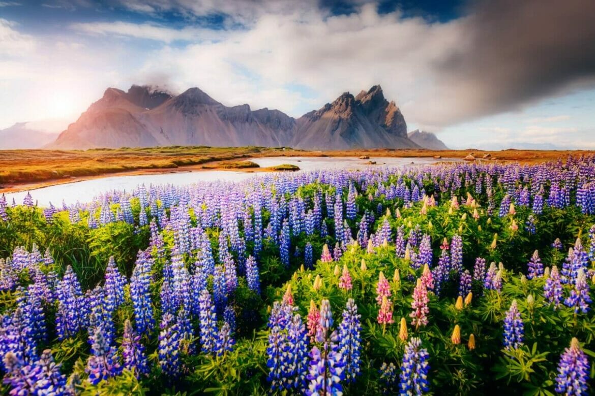 Lupine: The Flower That Says “You Can Start Over Stronger” - Petal Republic
