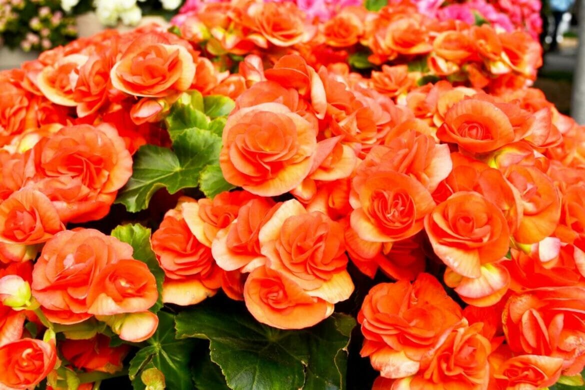 75 Types of Orange Flowers With Photos