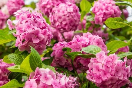What Colors do Hydrangeas Come In? (Essential Guide) - Petal Republic