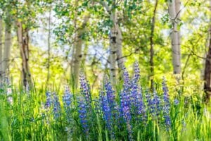 Lupine Flower Meaning and Symbolism (Essential Guide) - Petal Republic