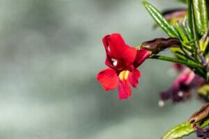75 Types of Red Flowers With Names, Pictures, and Growing Tips - Petal ...