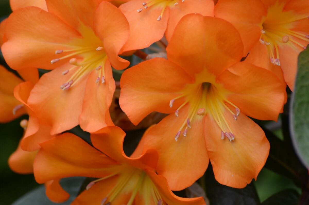75 Types of Orange Flowers With Photos