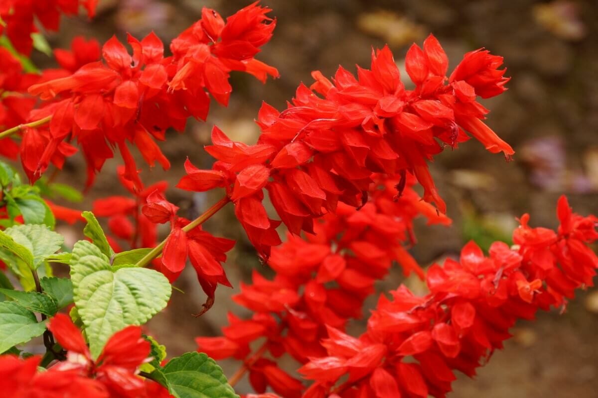75 Types of Red Flowers With Names and Photos
