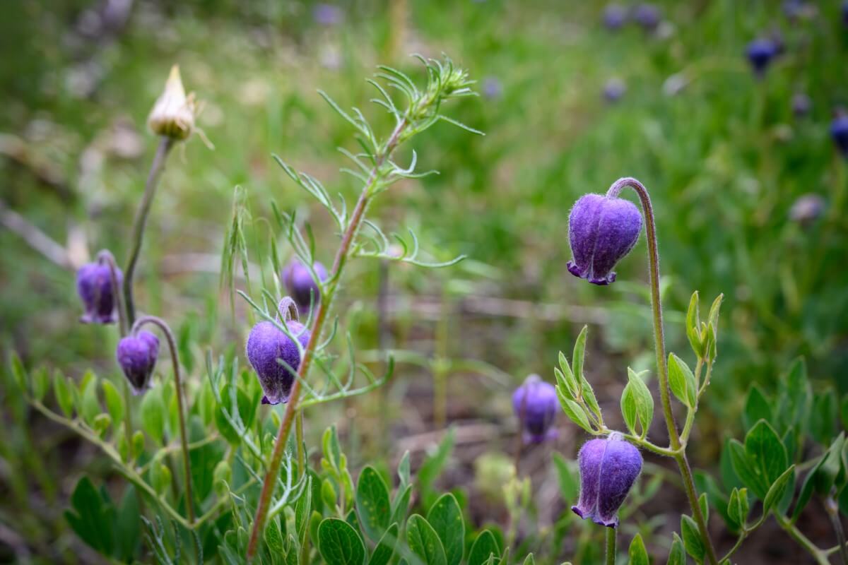 50 Stunning Native Colorado Flowers and Wildflowers