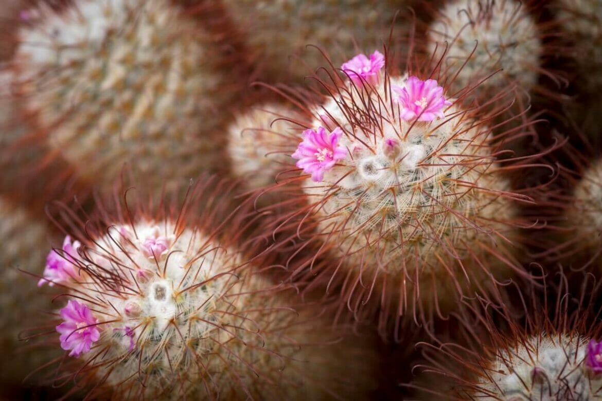 30 Stunning Native Mexican Flowers With Photos