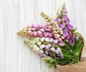 Lupine Flower Meaning and Symbolism (Essential Guide) - Petal Republic