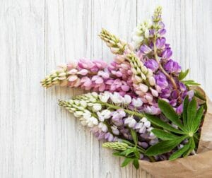 Lupine Flower Meaning and Symbolism (Essential Guide) - Petal Republic