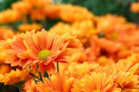 Orange in Bloom: The Significance of Orange Flowers in Culture and ...