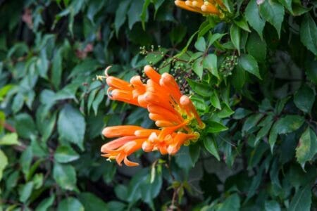 75 Types of Orange Flowers With Names, Pictures, and Growing Tips ...