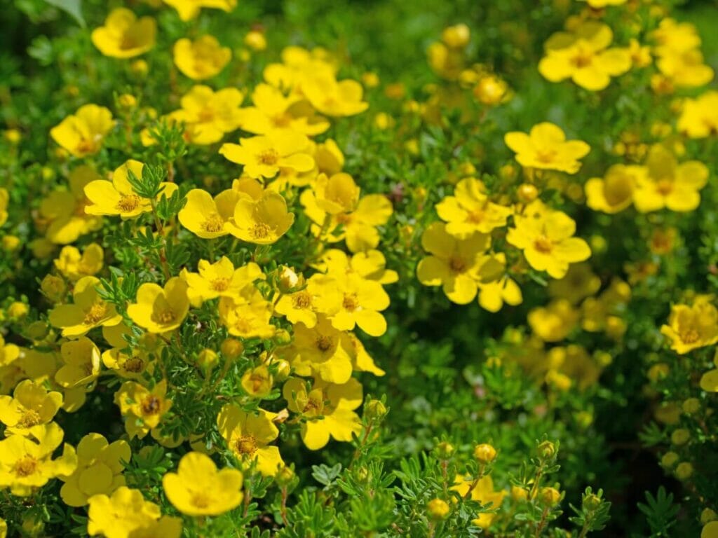 Ultimate Guide to Potentilla Meaning and Symbolism - Petal Republic